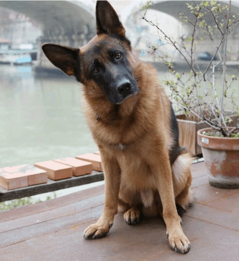 The convicted policeman asked to see his dog one last time, but when ...
