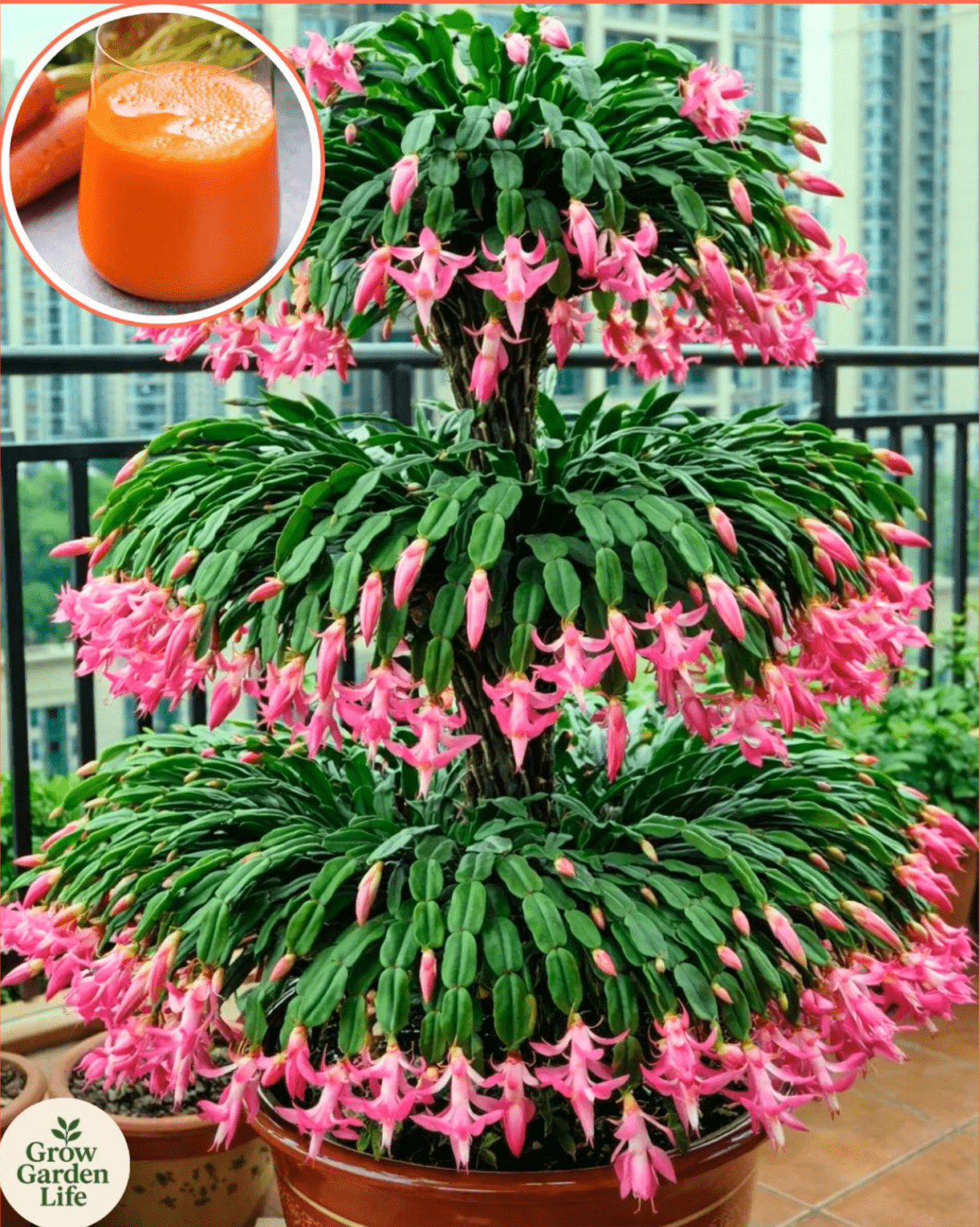 The simple secret to a blooming Christmas cactus. What does it need for ...